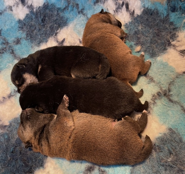 Shiban pennut :: Hokuoukensha No